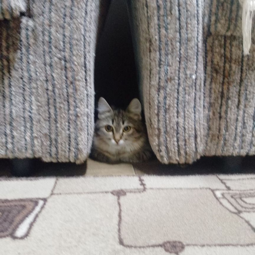 Одам в добрые руки кошечку девочка