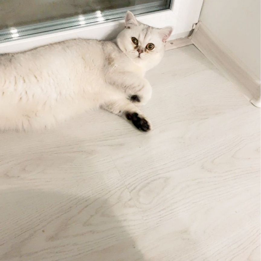 Котёнок