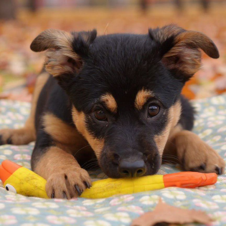 Щенок в добрые руки