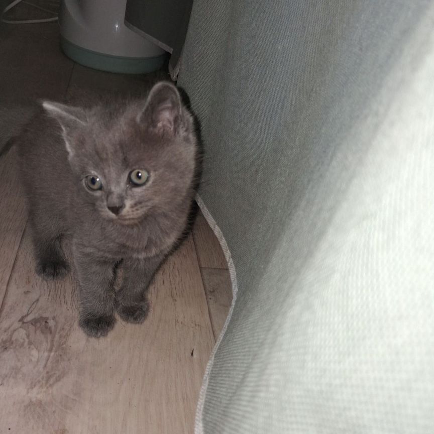 Взрослая кошка в добрые руки