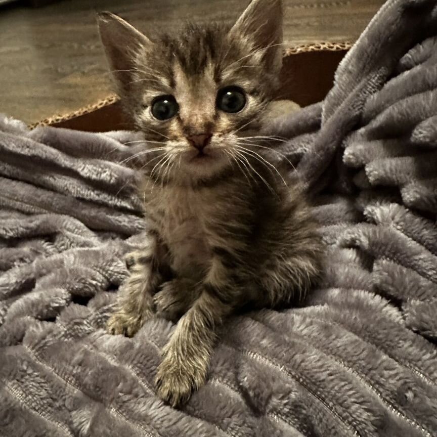 Котята отдам в добрые руки бесплатно