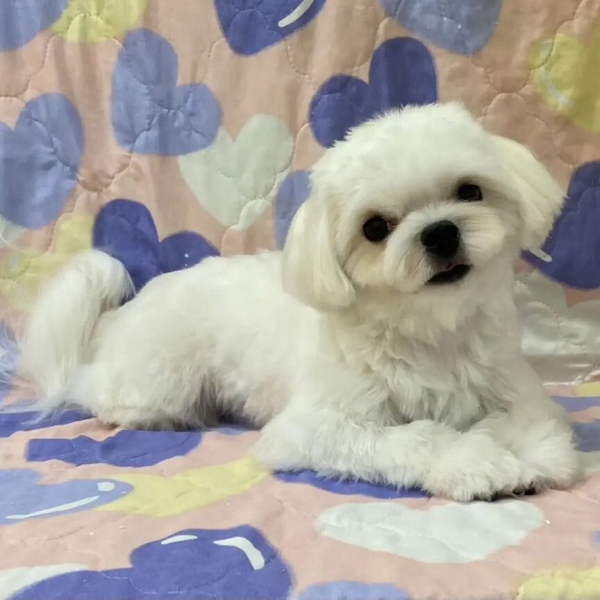 Мальтийская болонка, щенок