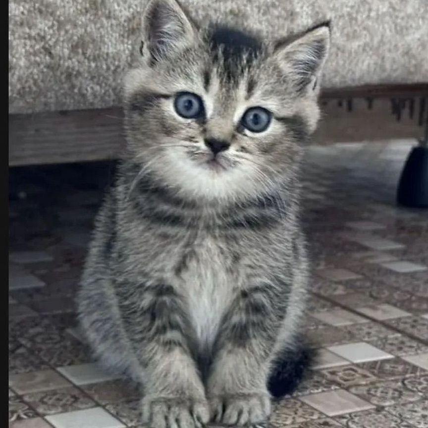Шотландский прямоухий короткошёрстный котёнок