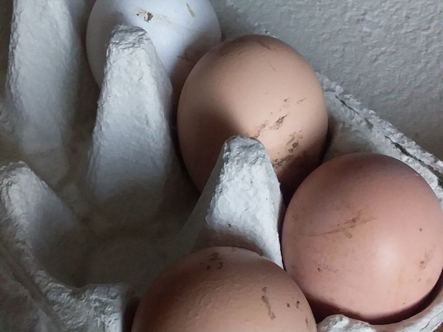 Яйцо кур для инкубации