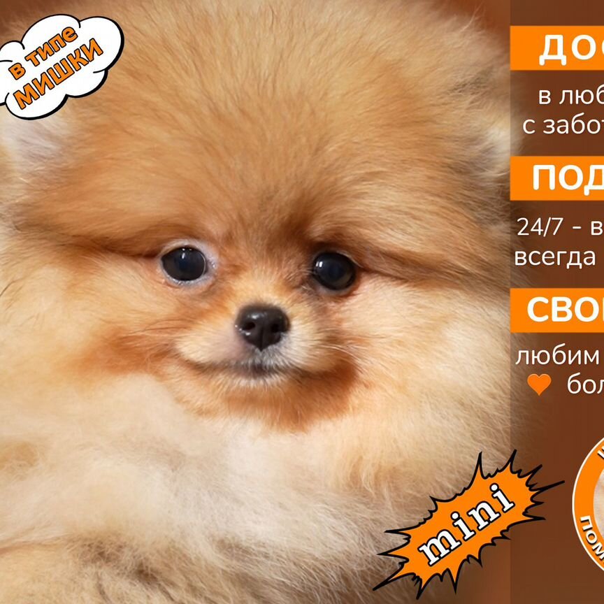 Померанский шпиц, щенок