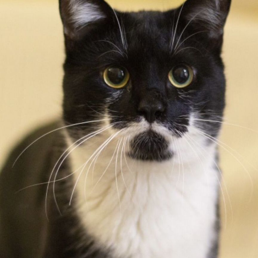 Мордастик 10 мес