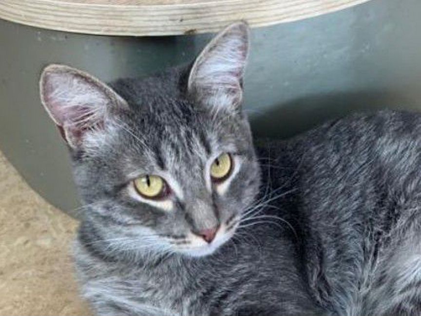 Ищем человека с добрым сердцем для осебеного кота