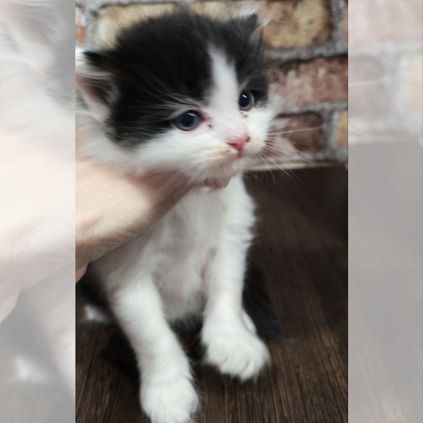 Котёнок в добрые руки