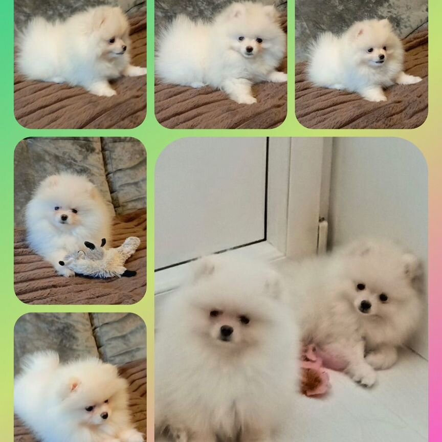 Померанский (той) шпиц