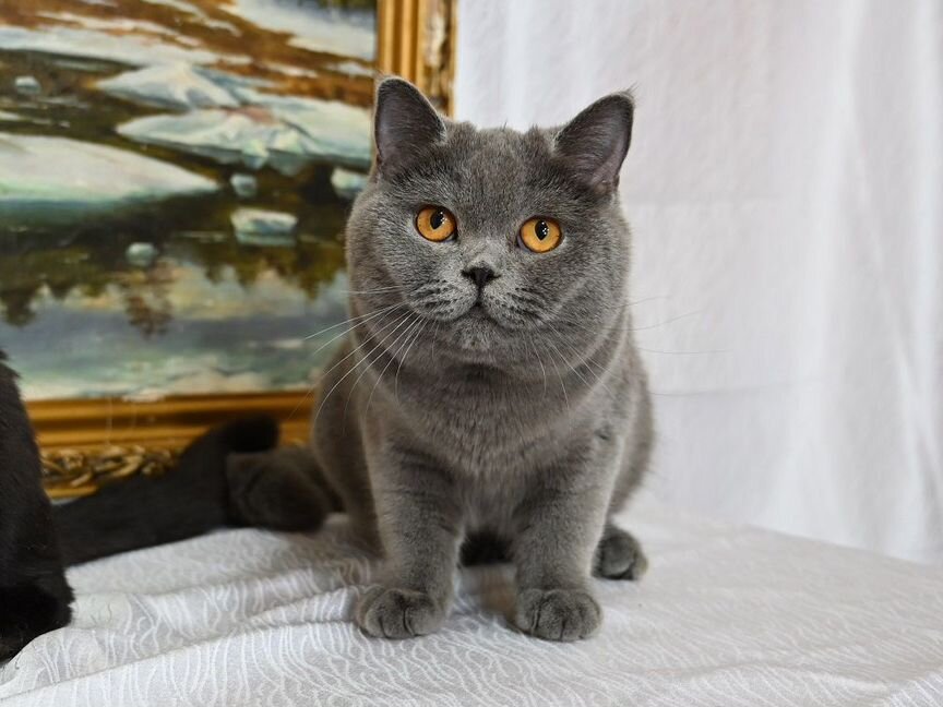 Плюшевая голубая девочка