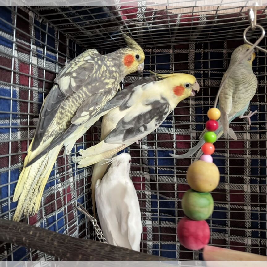 Попугаи корелла