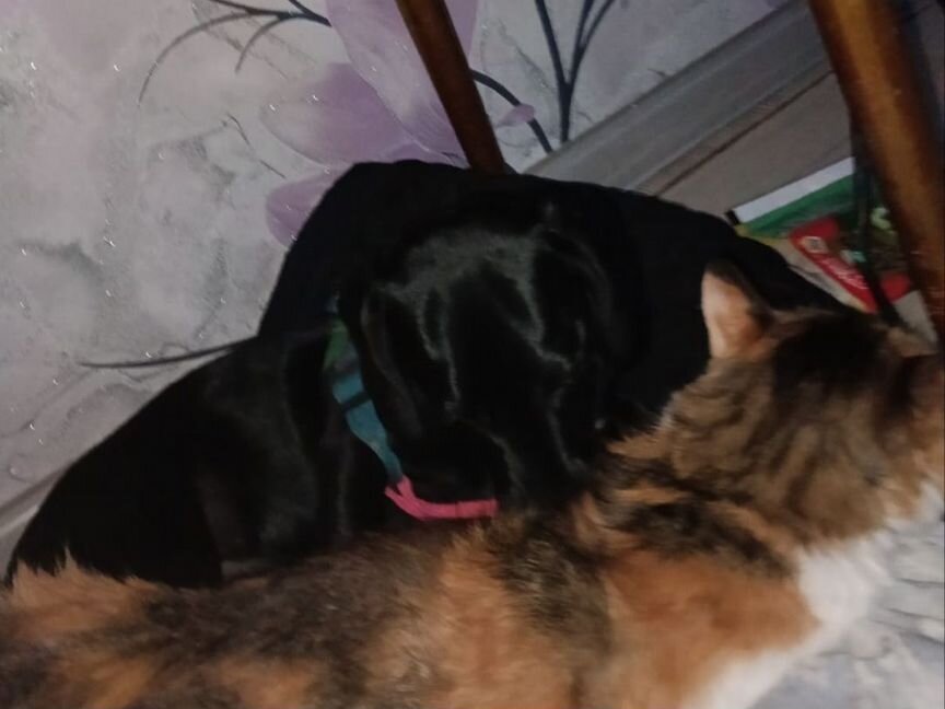 Собака маленькая порода