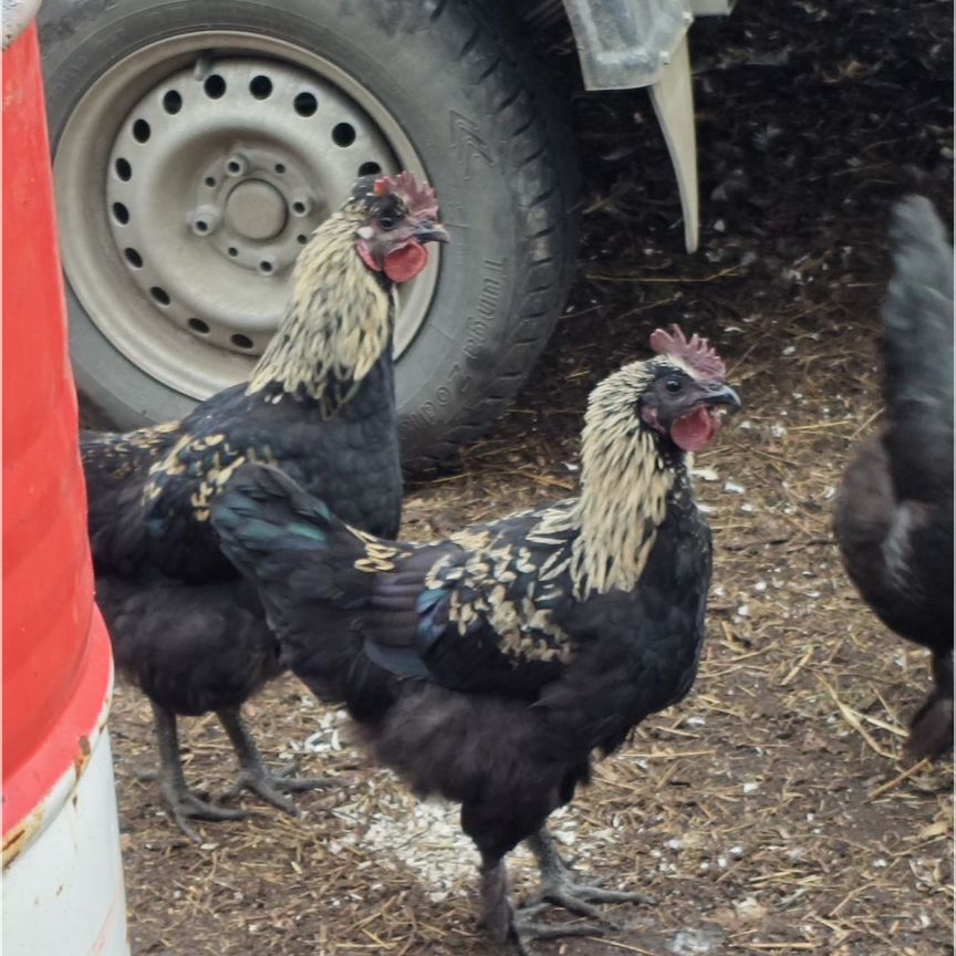 Петухи породистые