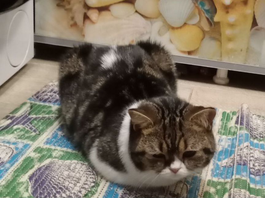 Шотландская прямоухая кошка