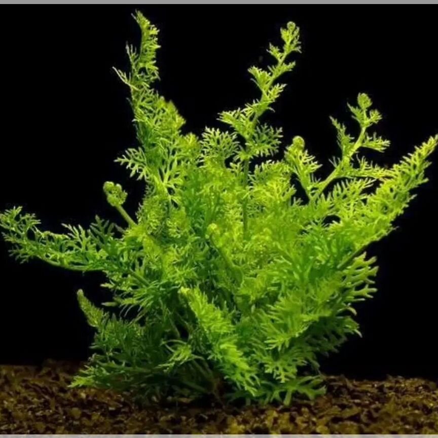 Индийский папоротник