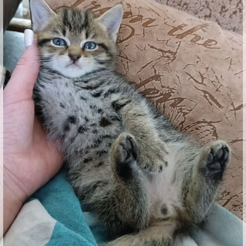 Котенок