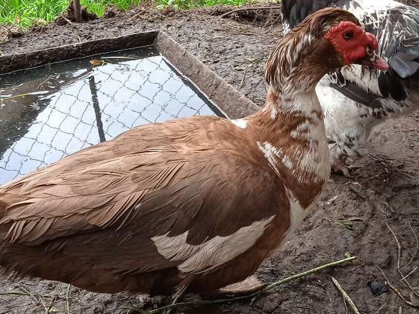 Инкубационное яйцо индоутки