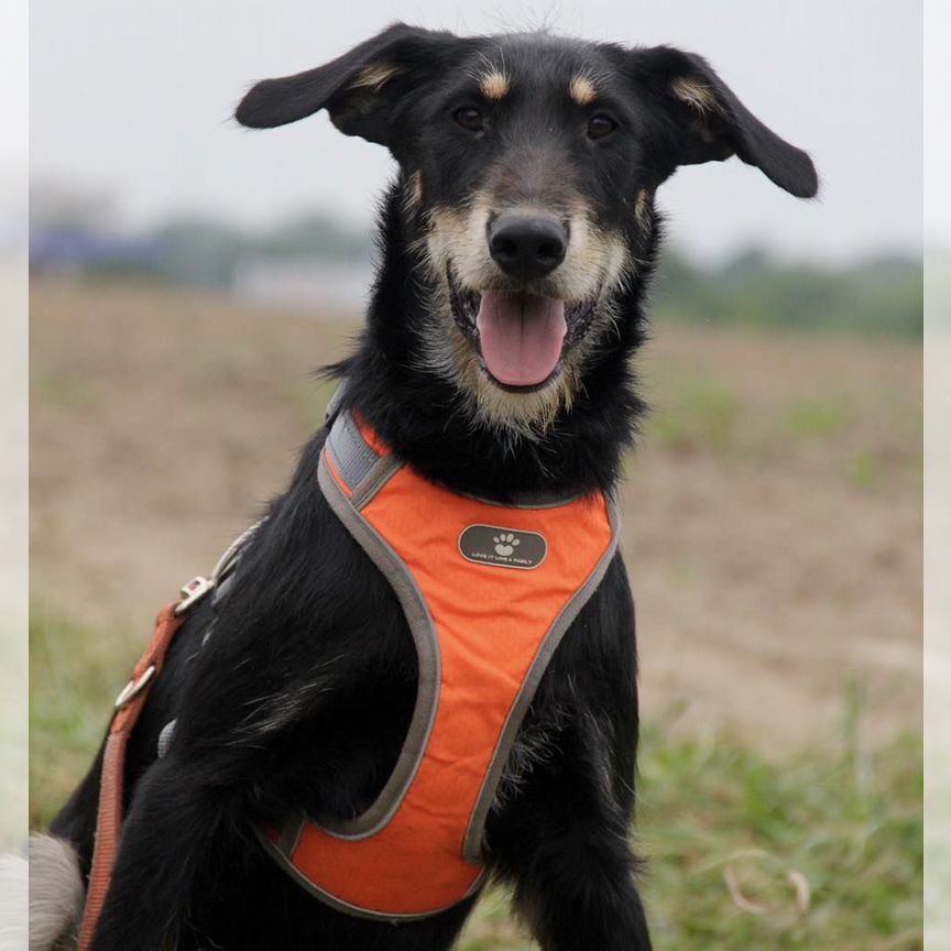 Мальчик Томас Гарди метис терьера в дар