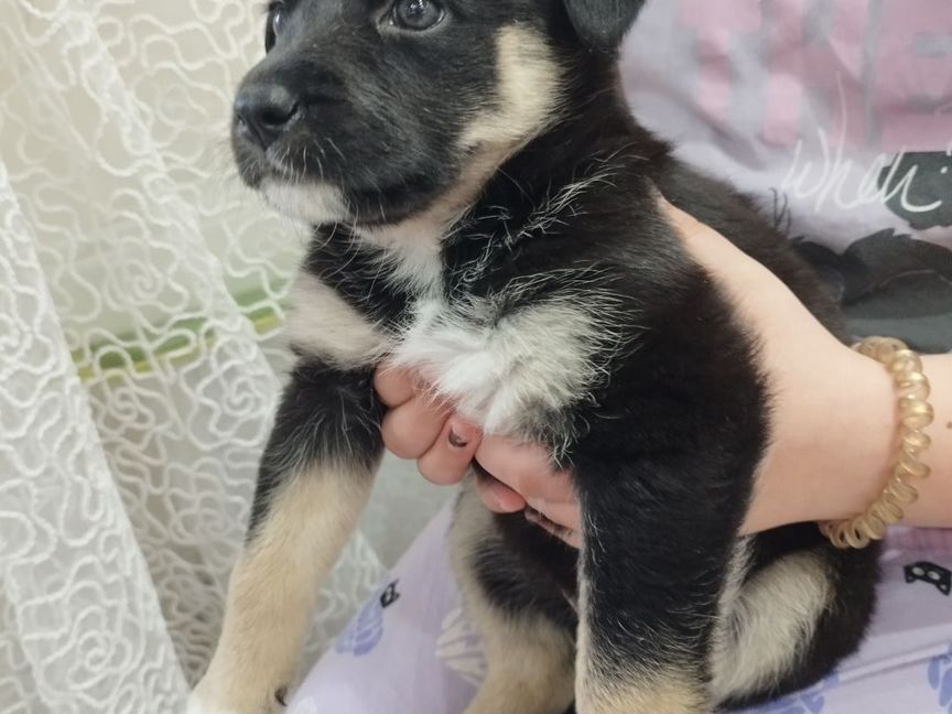 Восточноевропейская овчарка