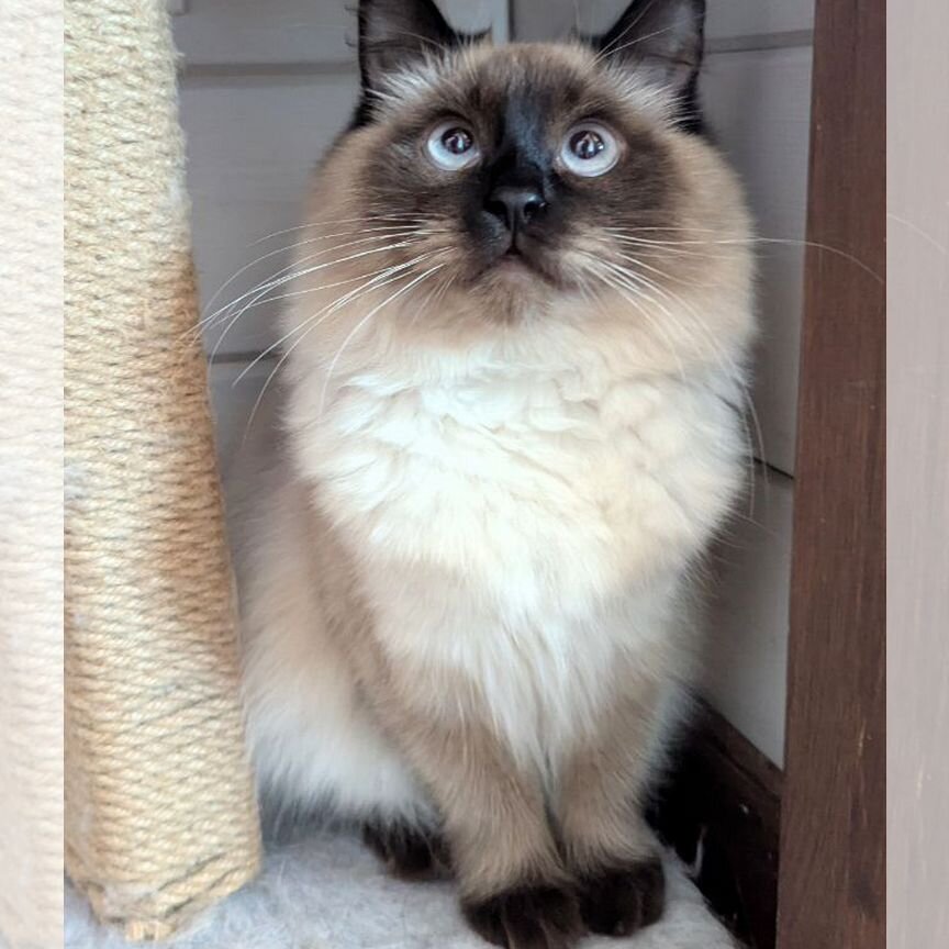 Невская маскарадная кошечка ищет жениха