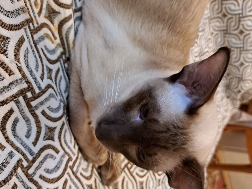 Случка кота