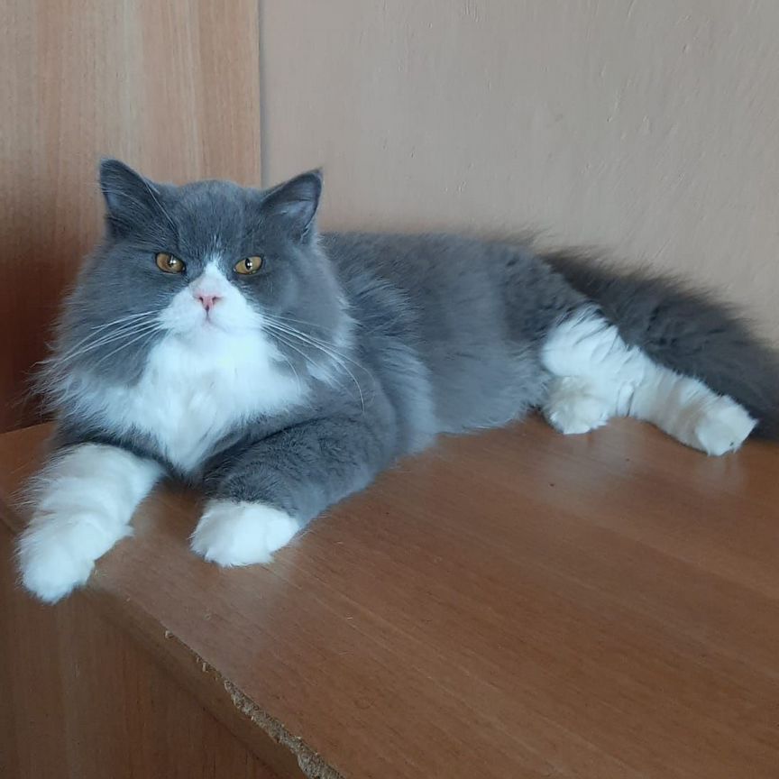 Британский кот