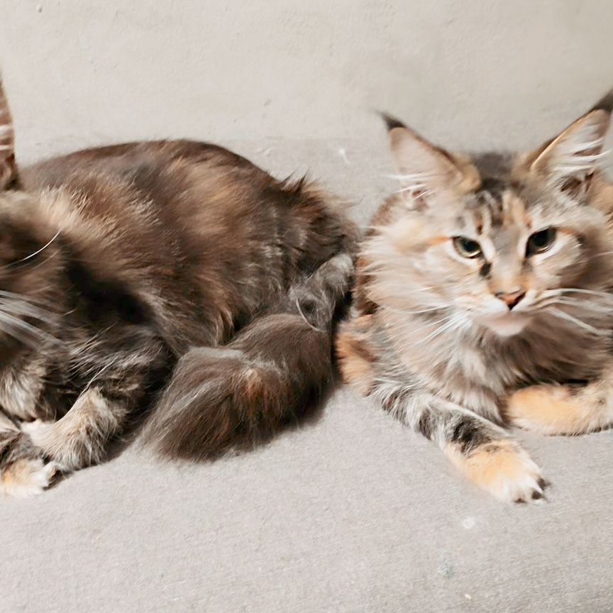 Кошечка Мейн-кун