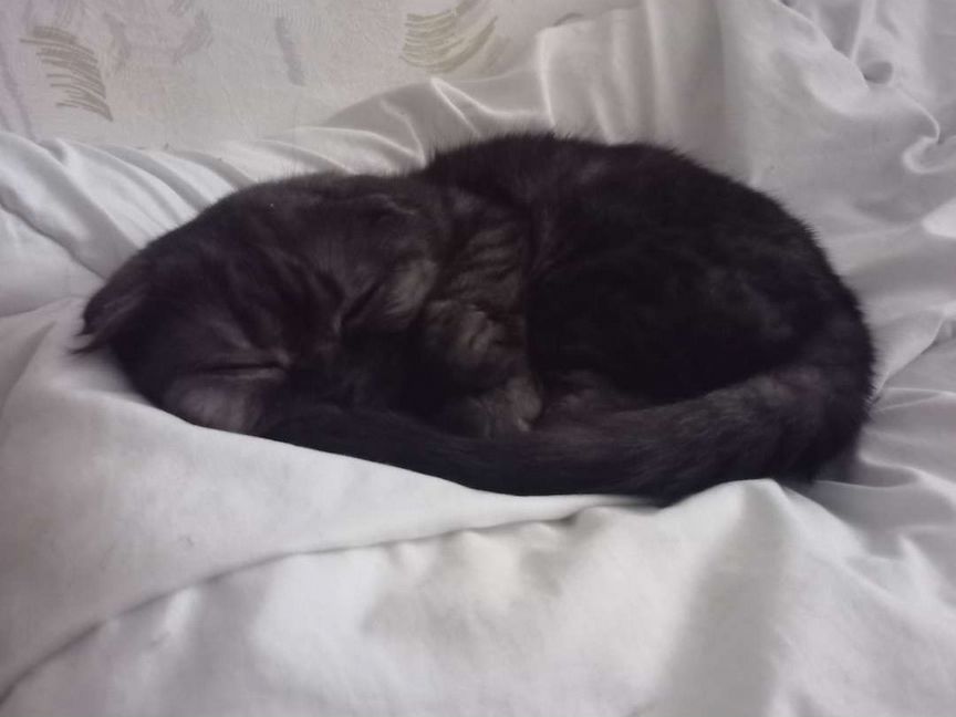 Кошка помесь шотландской и персидской породы