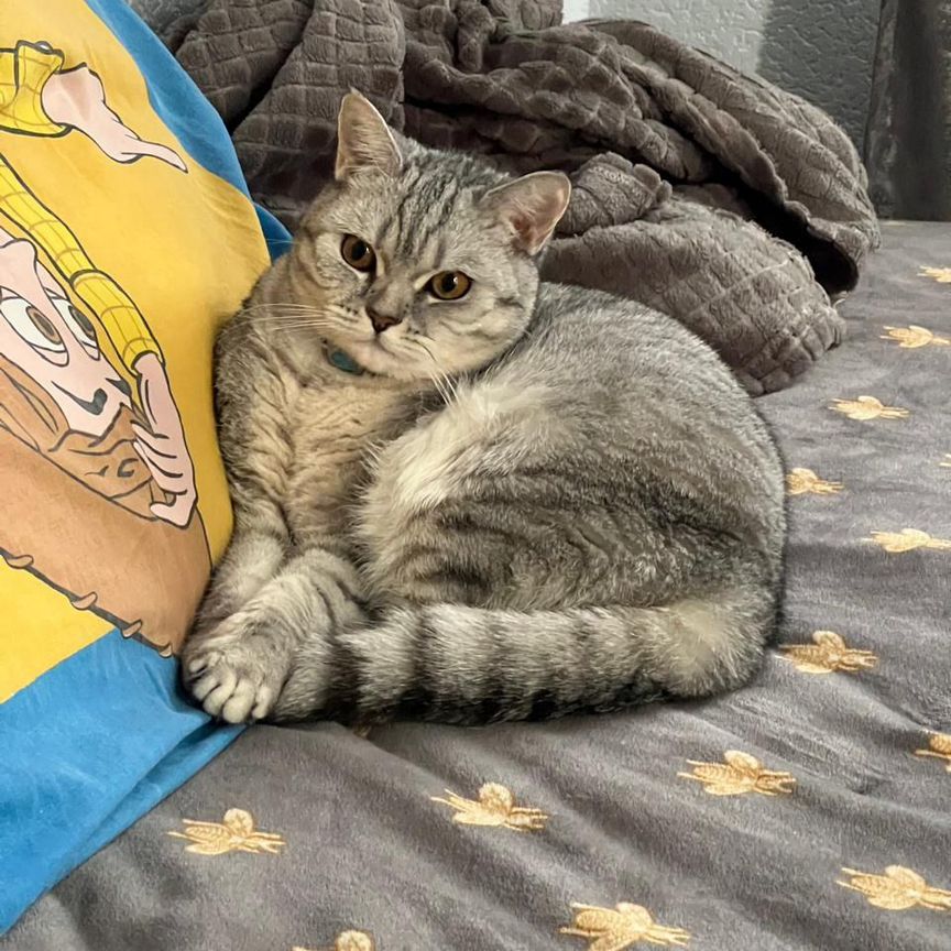 Британская шиншилла