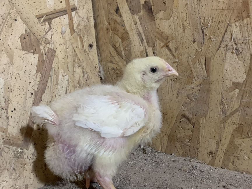 Цыплёнок суточный кооб 500