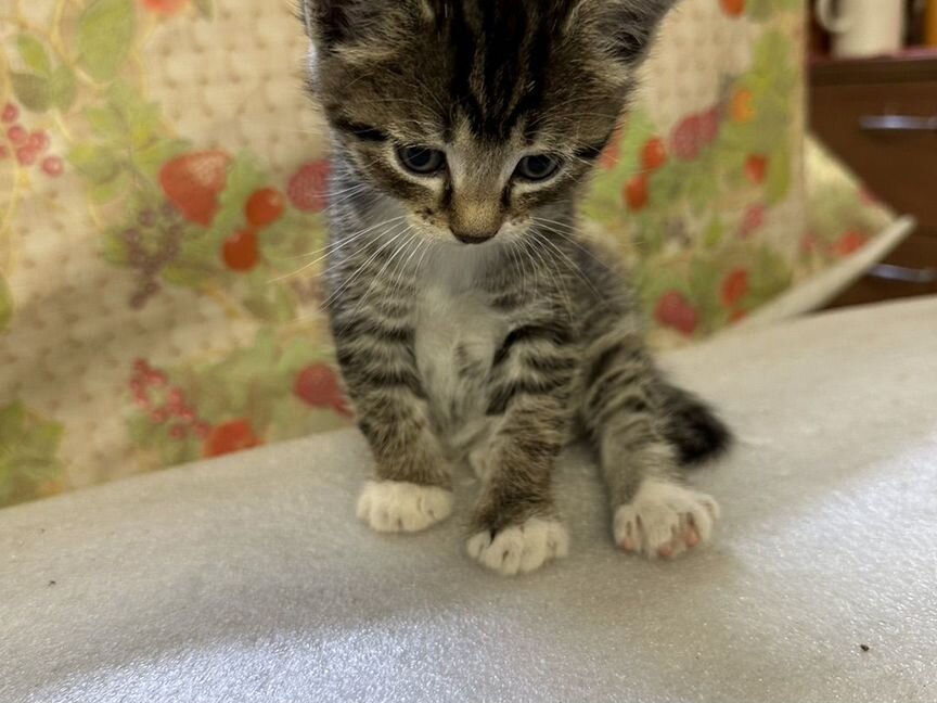 Кошка "тигренок" мальчик