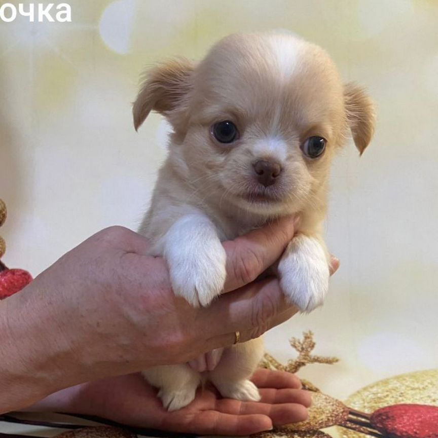 Чихуахуа