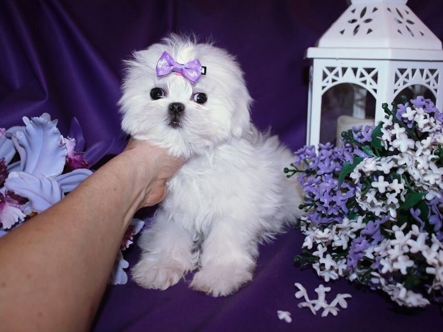 Нереально кукольный мальчик, супер беби-фейс