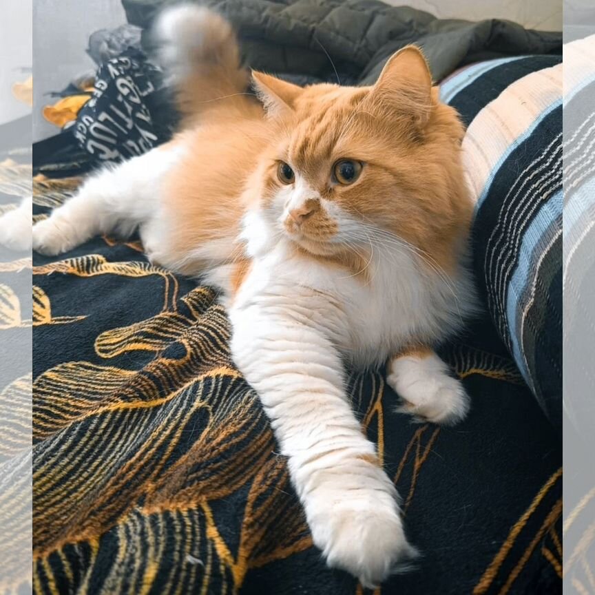 Сибирский котик