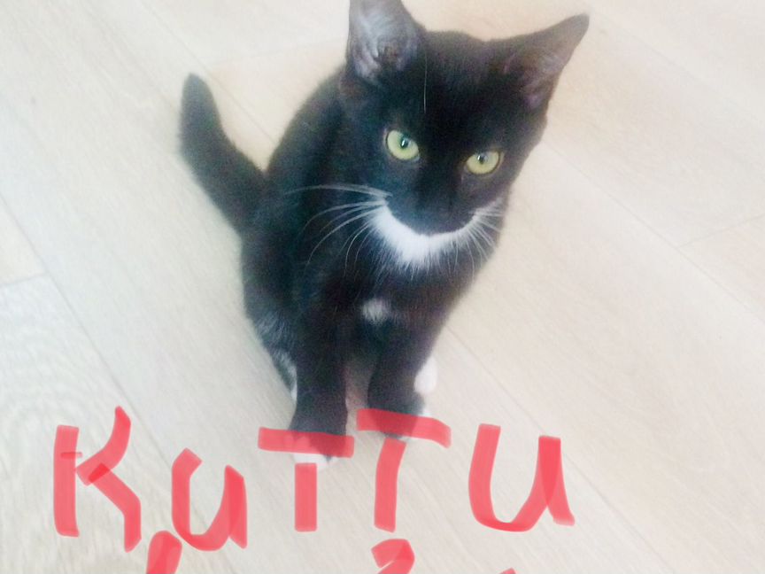 Пристрою кошек подростков