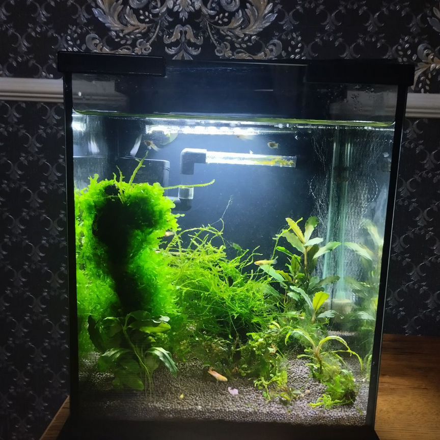 Аквариум 10 литров