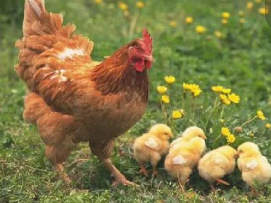 Клушка с цыплятами