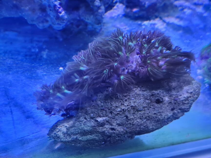 Морские кораллы