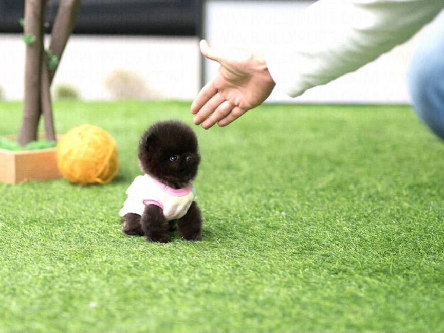 Самый маленький микро черный померанский шпиц