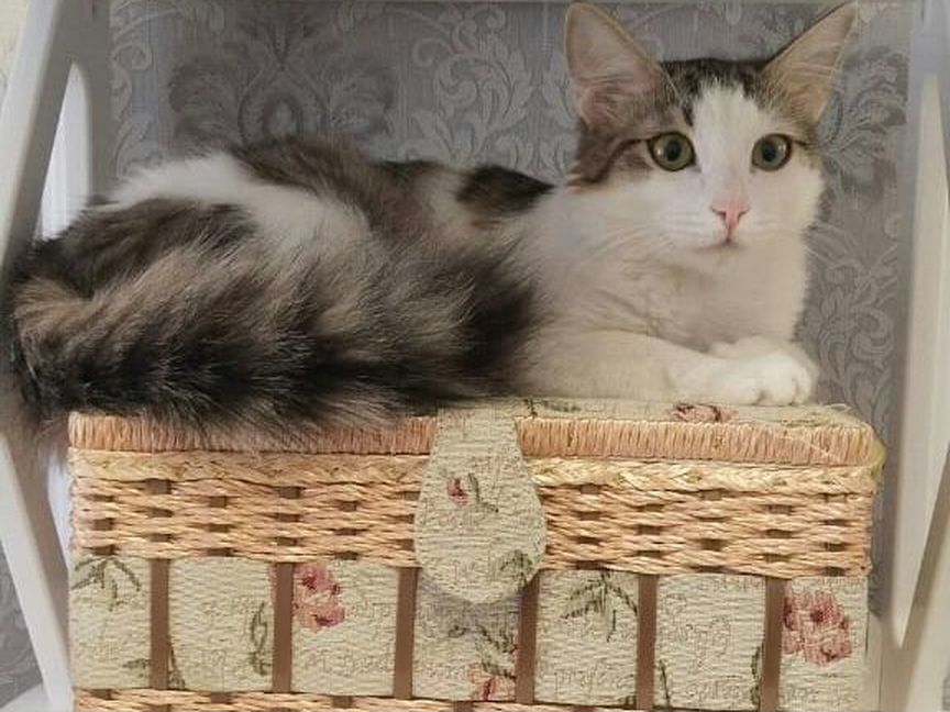 Великолепные котята подростки