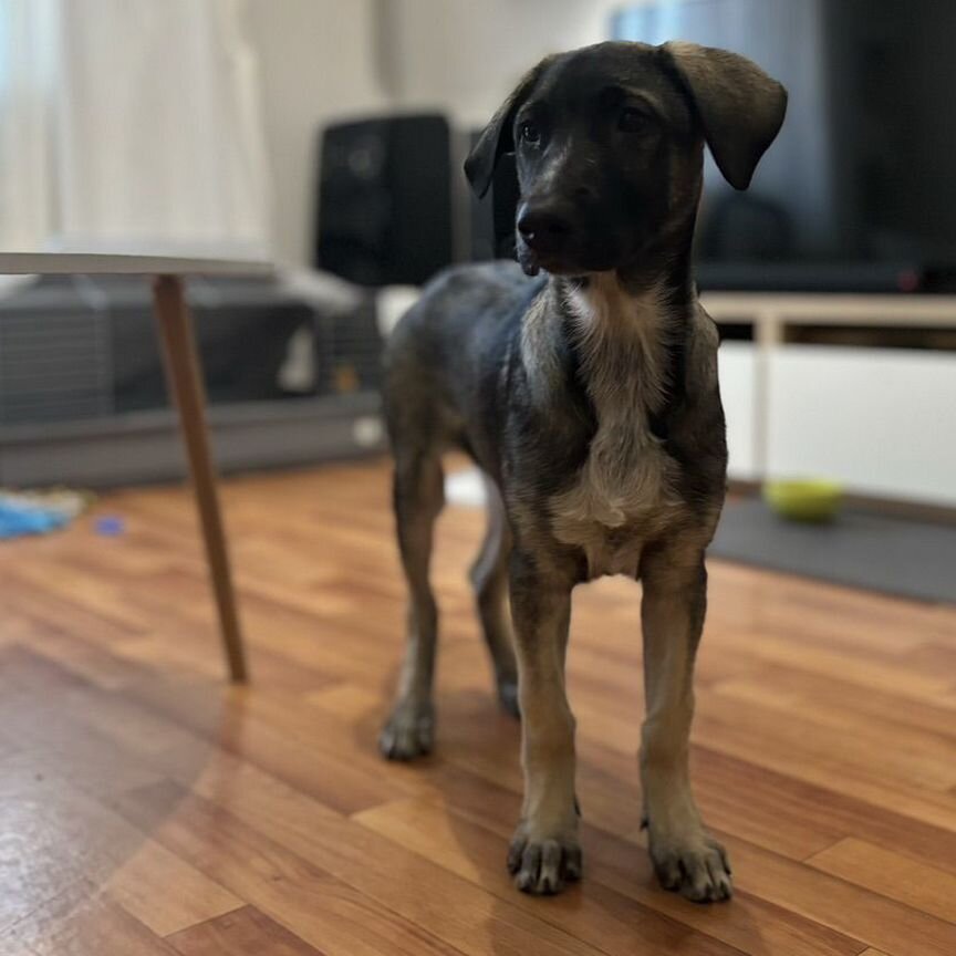 Собака девочка