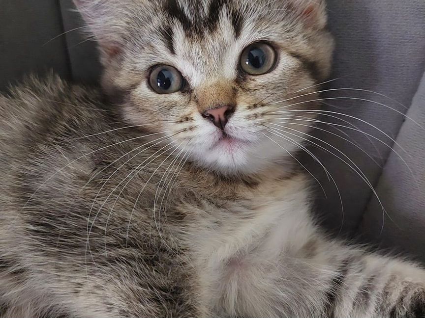 Котенок британский