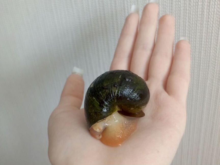 Улитки аквариумные