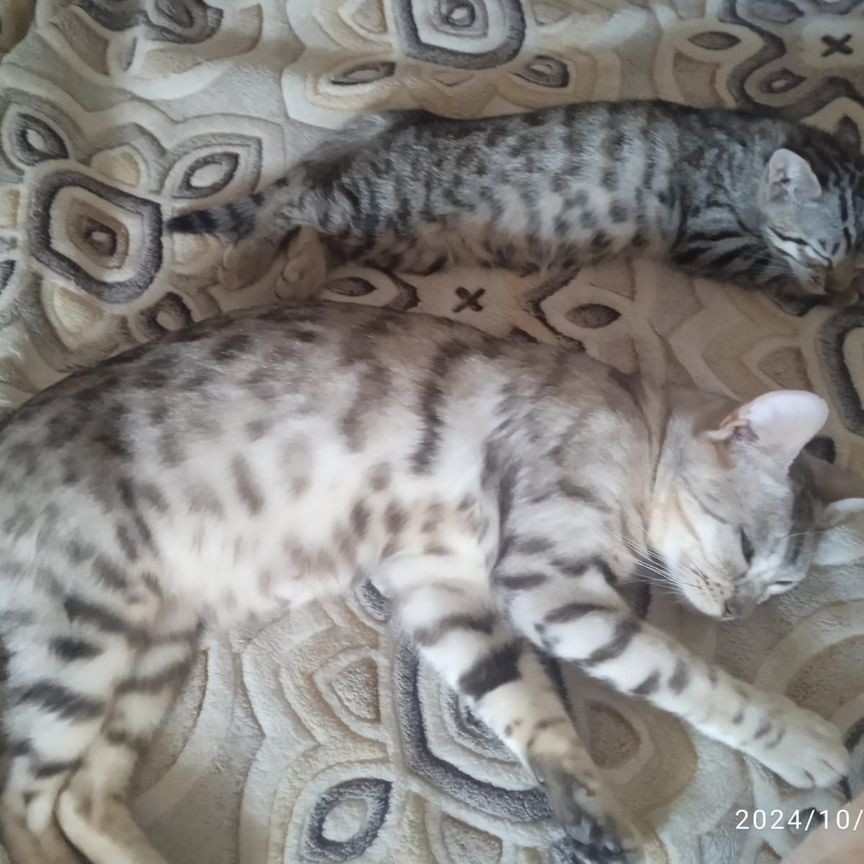 Кошка Египетская мау