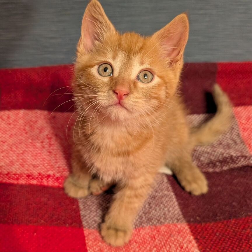 Котёнок в добрые руки