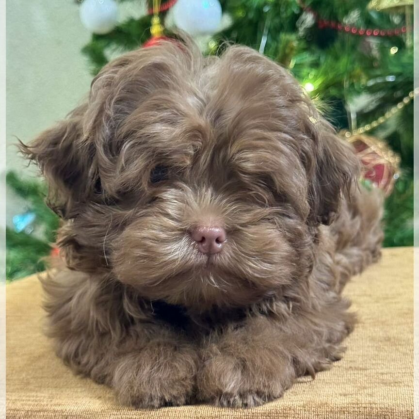 Русская цветная болонка, щенок