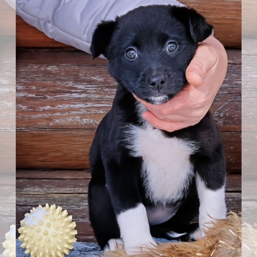 Щенок в добрые руки