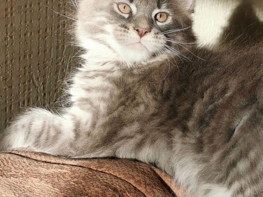 Котёнок мейн-кун