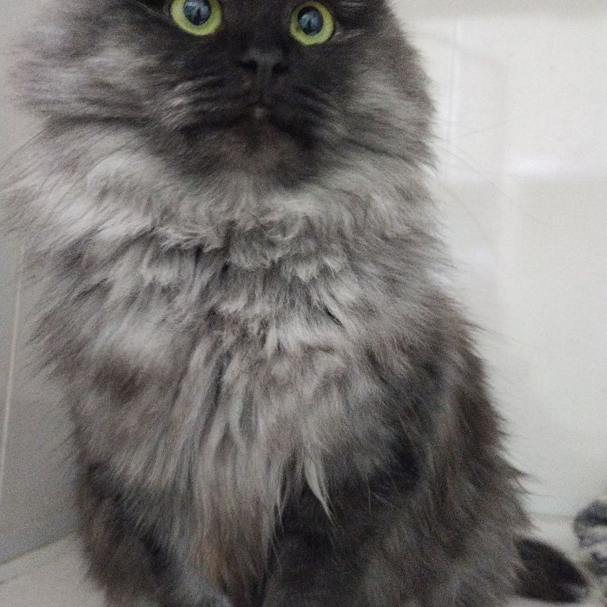 Само совершенство