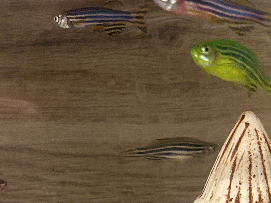 Живая рыба Данио